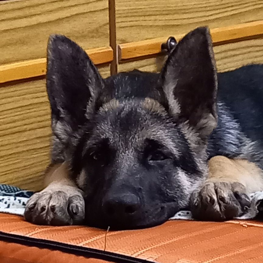 Продам щенков Вео,родились 05.05.24 с родословной