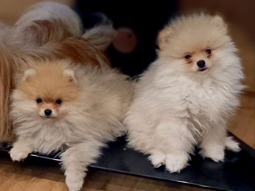 Мальчики померанчики РКФ