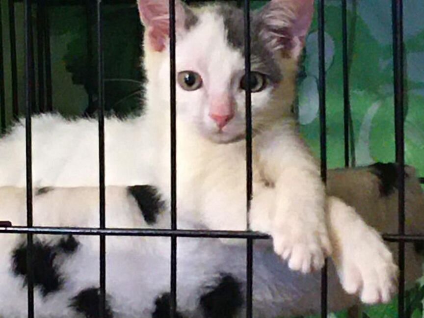 Котенок Остин в добрые руки