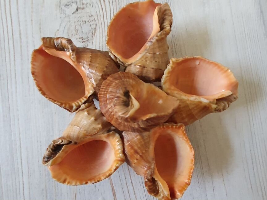 Ракушка морская