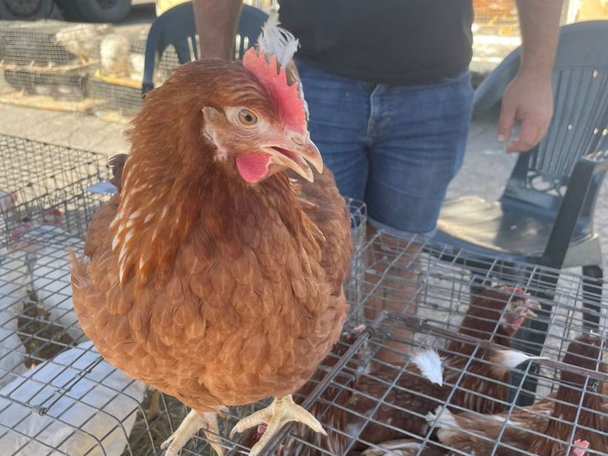 Куры несушки