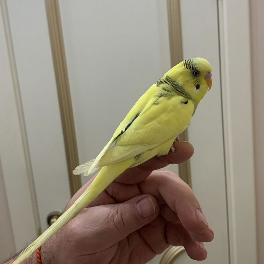 Волнистый попугай