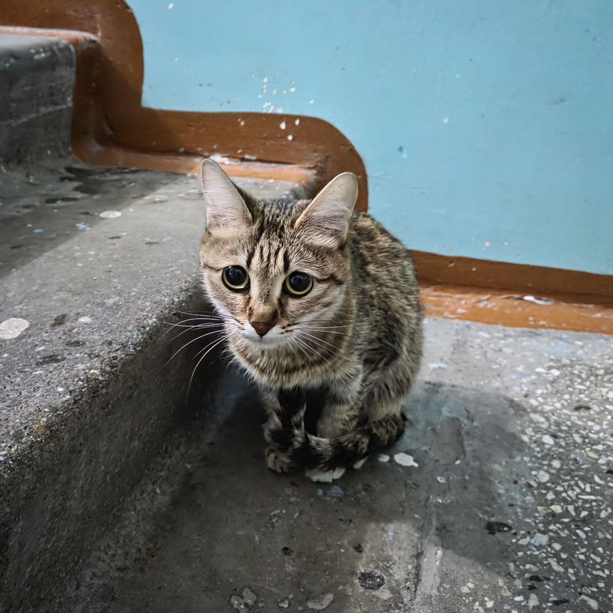 Взрослая, кошка в добрые руки