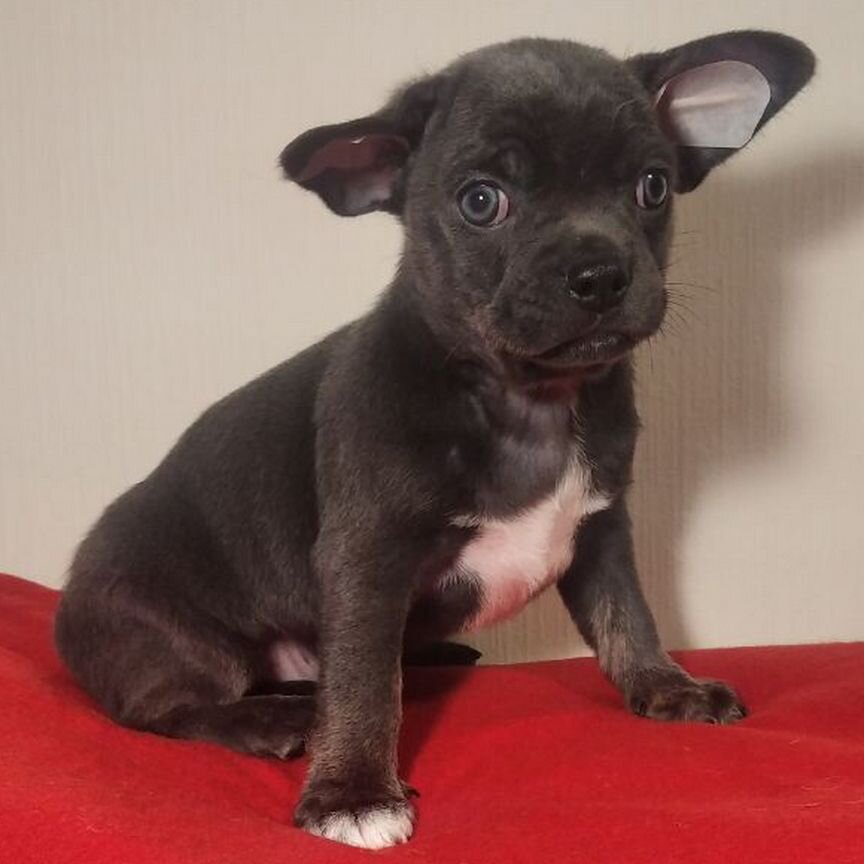 Чихуахуа, щенок