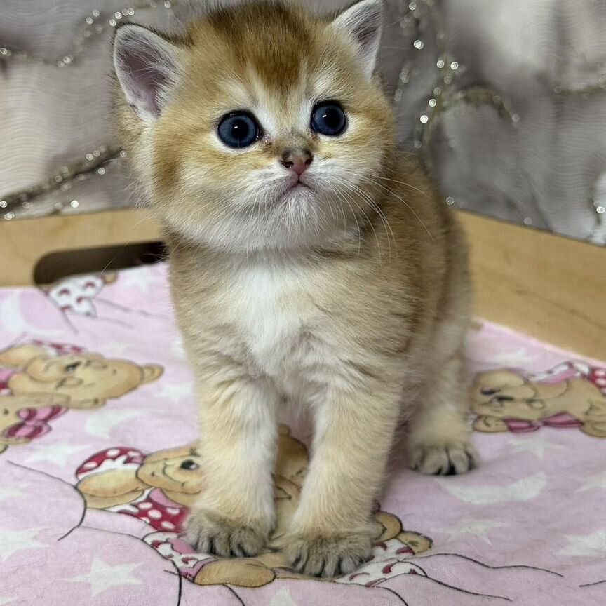 Британский короткошёрстный котёнок