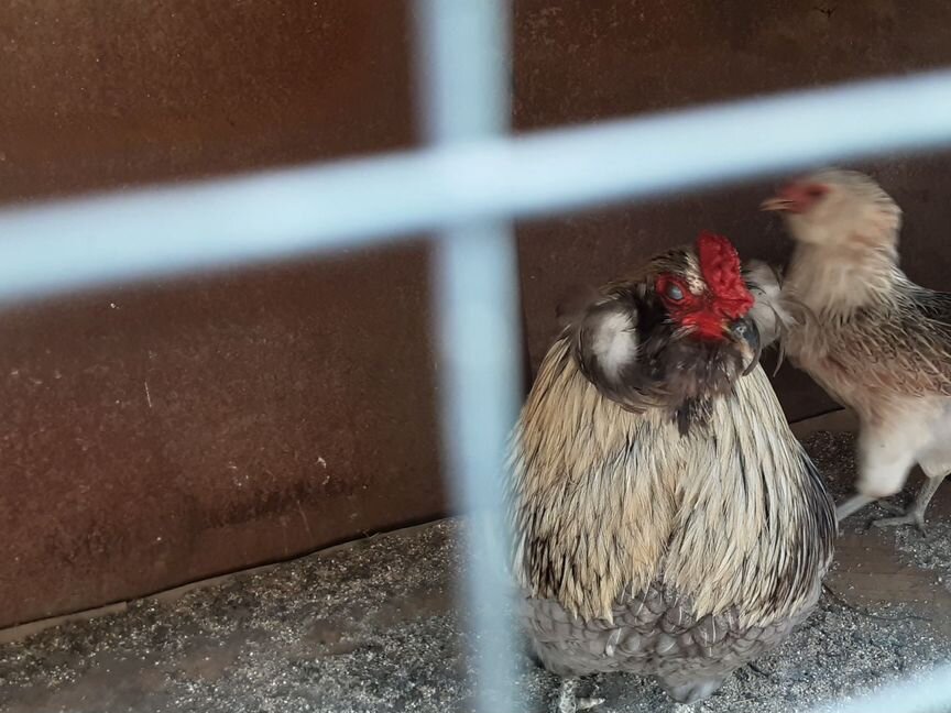 Семья арауканов