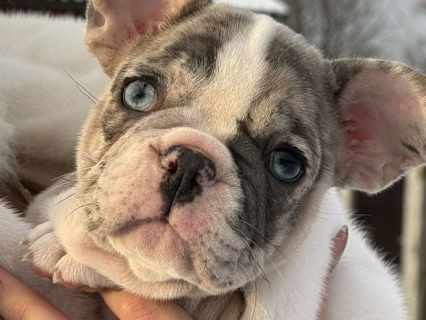 Французский бульдог