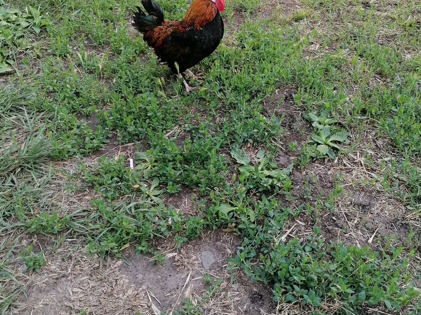 Петух карликовый