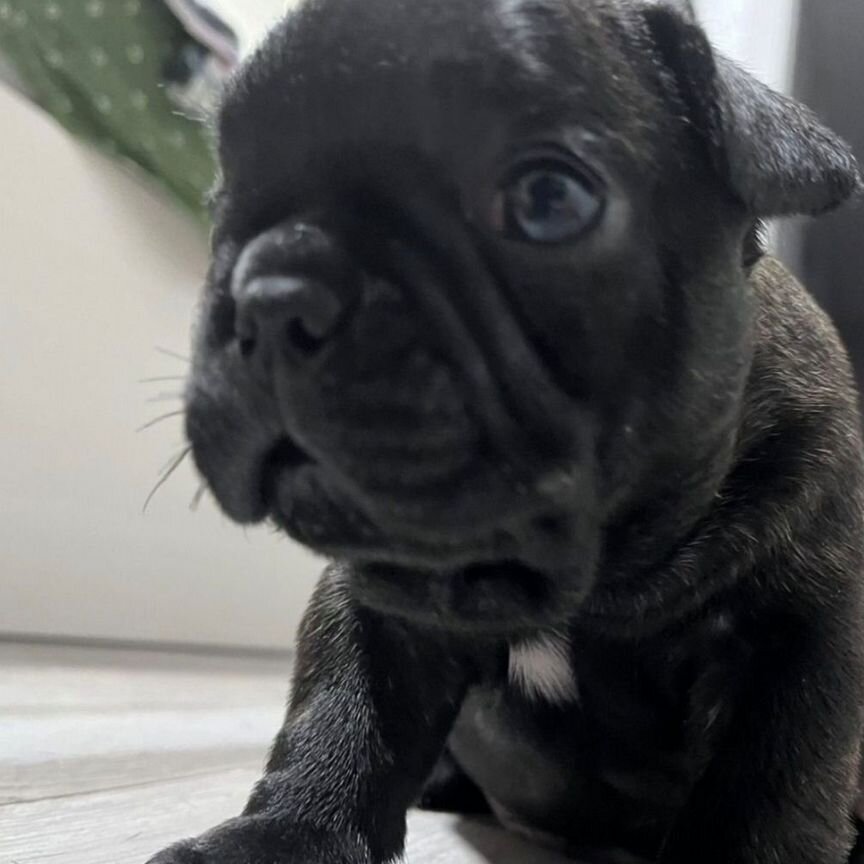 Французский бульдог