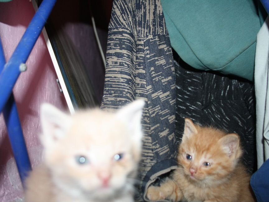 Рыжие котята