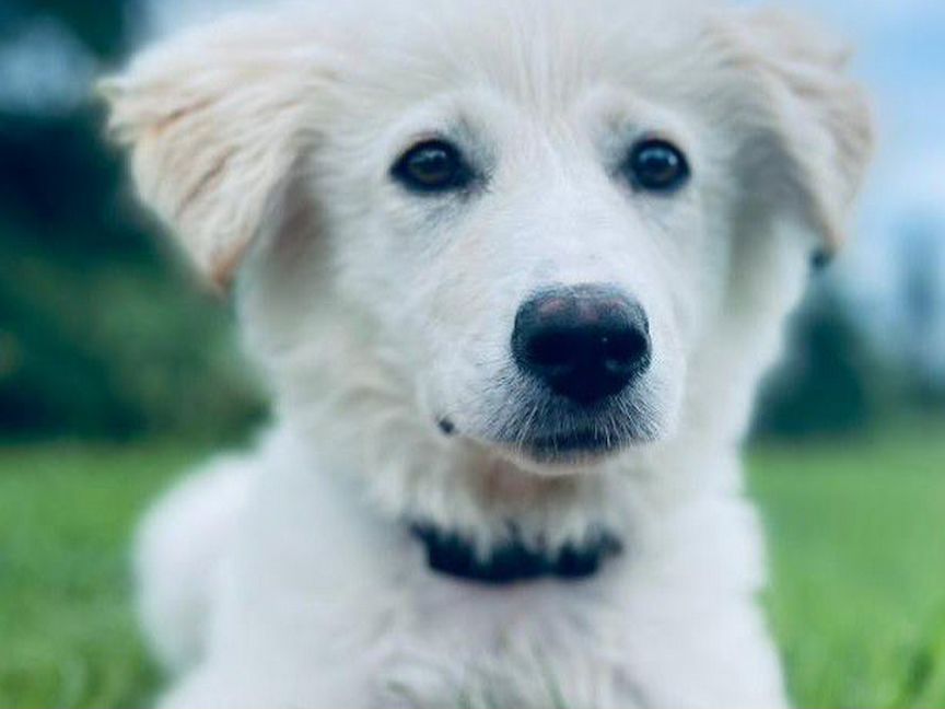 Собака самая красивая