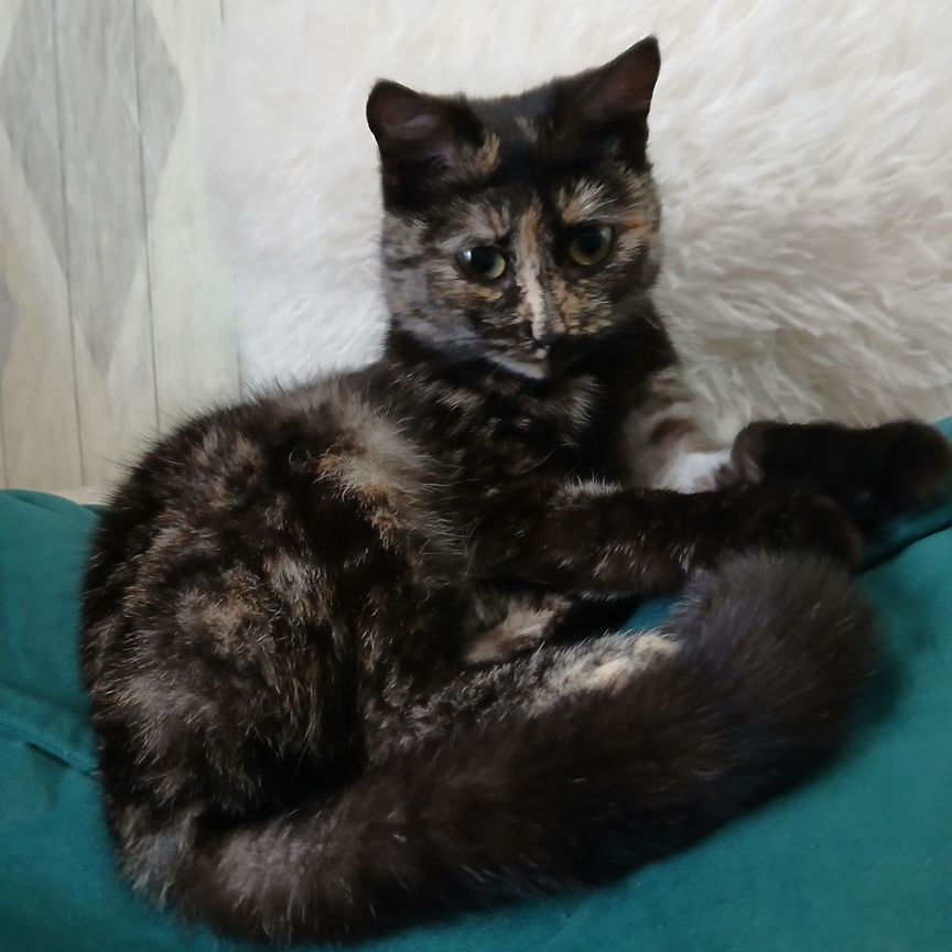 Стерилизованная кошечка ищет дом