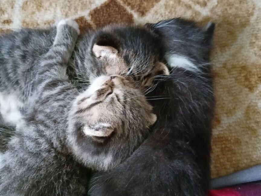 Отдам трёх сладеньких котят (хотя бы одного)