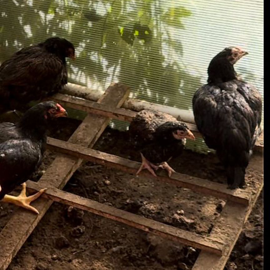 Куры Корниш