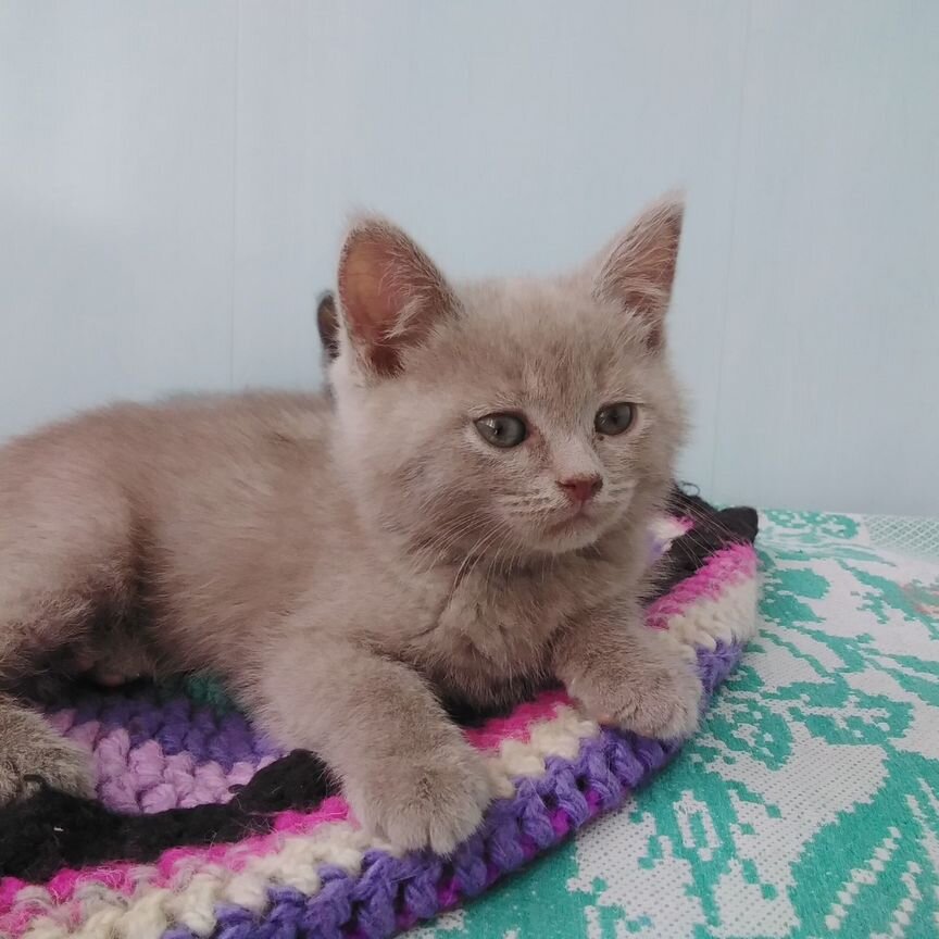Котенок девочка в дар