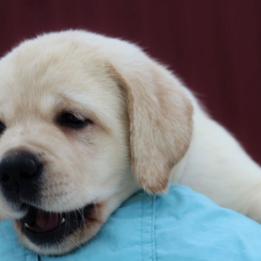 Домашние животные собаки щенки