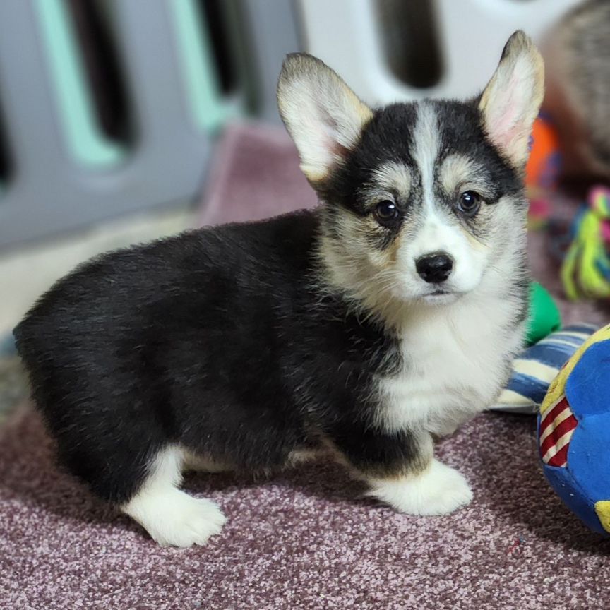 Вельш корги пемброк девочка