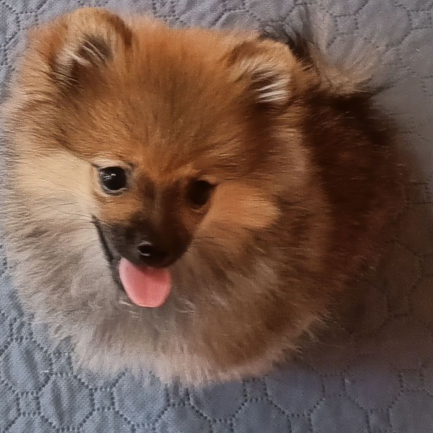 Немецкий шпиц, щенок