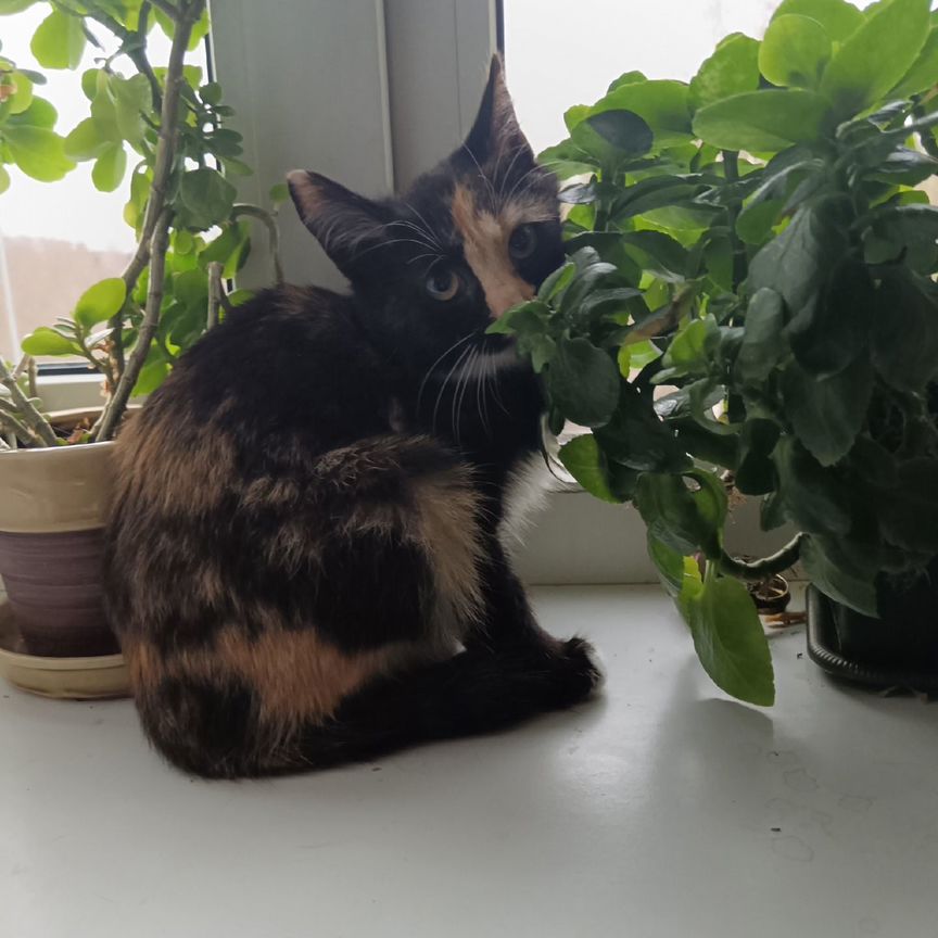 Котенок