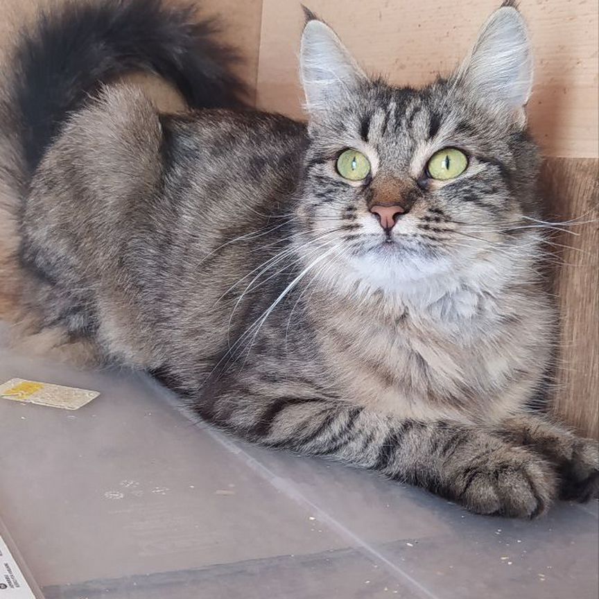 Кошечка в добрые руки