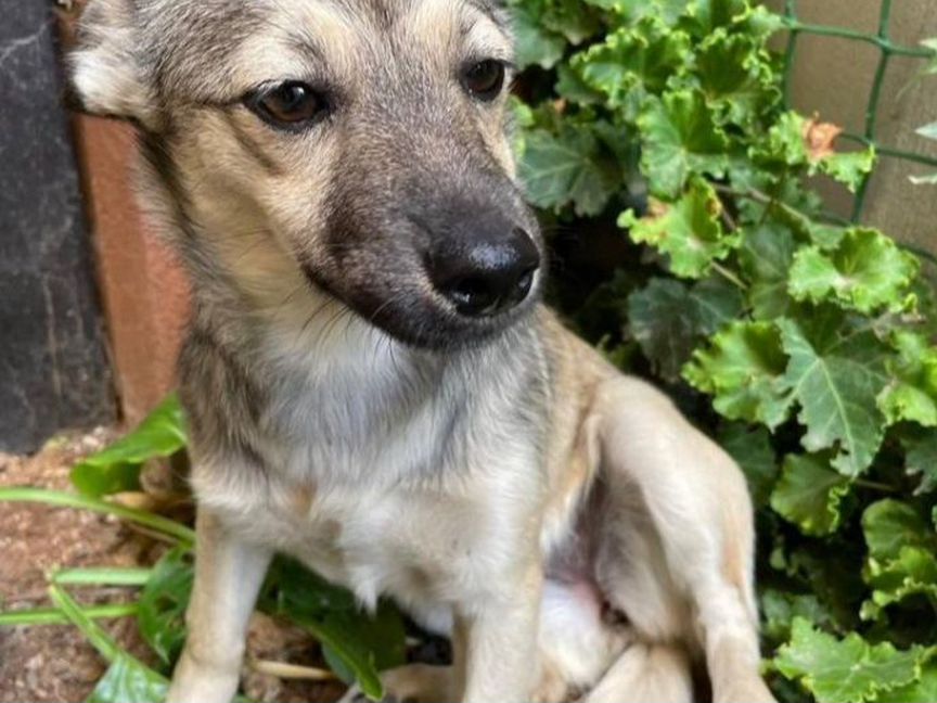 Маленькая собака в добрые руки бесплатно