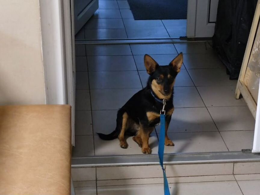 Ланкаширский хилер в добрые руки