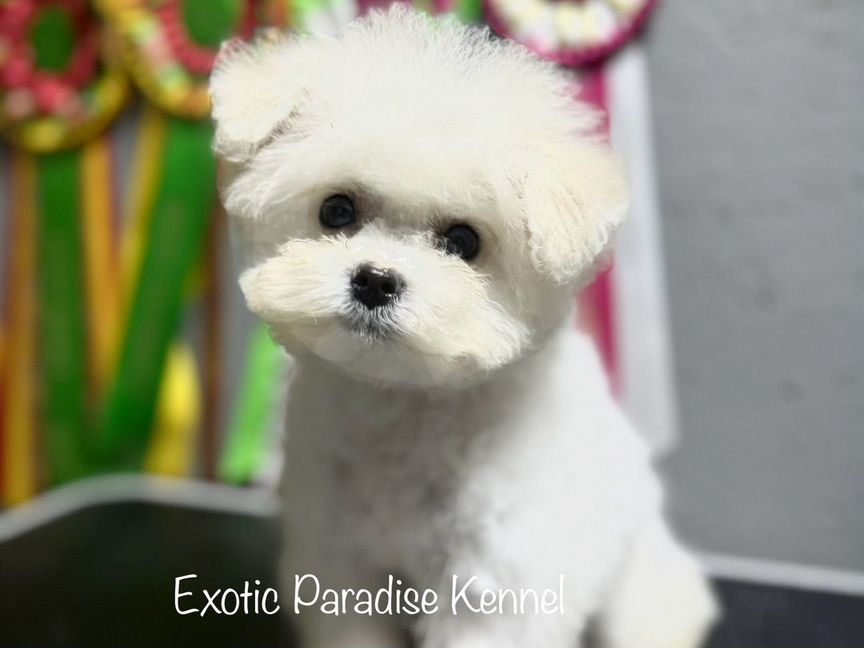 Шикарная блондинка бишон фризе