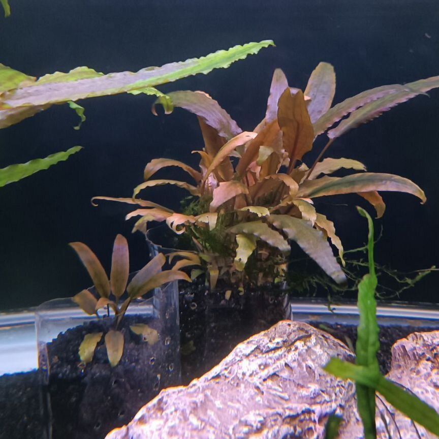 Криптокорина разные виды