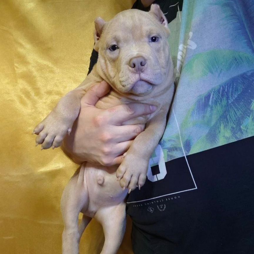 Американский булли покет