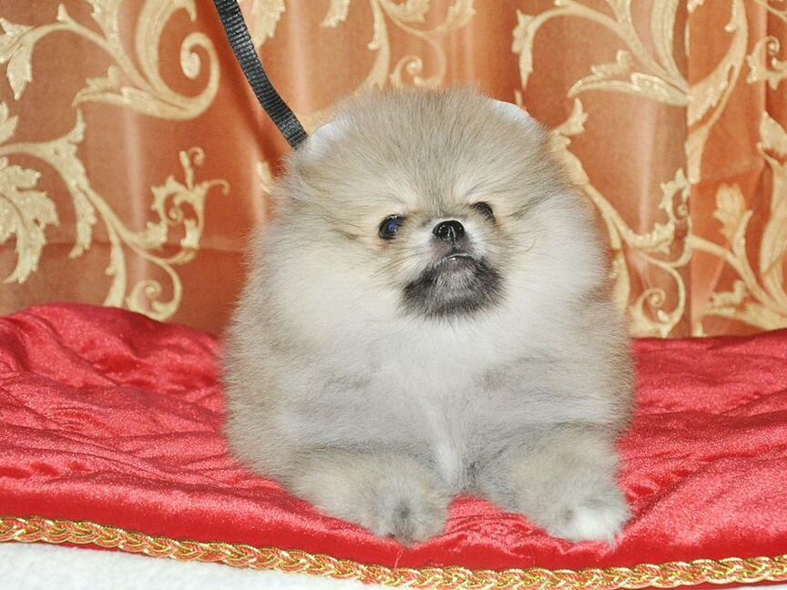 Маленькие медведи(шпиц )