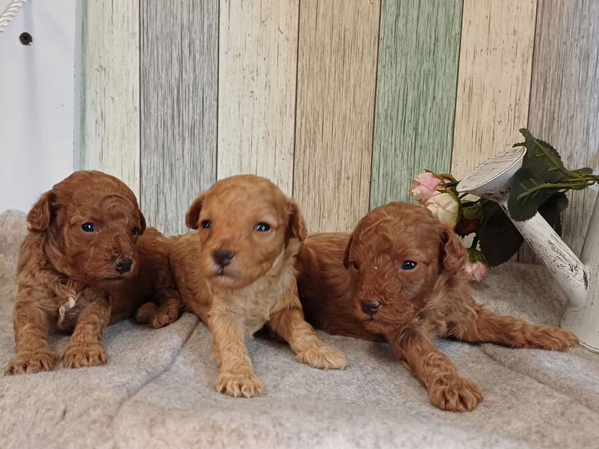 Той пуделя и миатюра