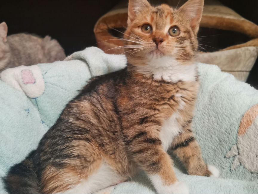 Трехцветная котёнок Плюшка