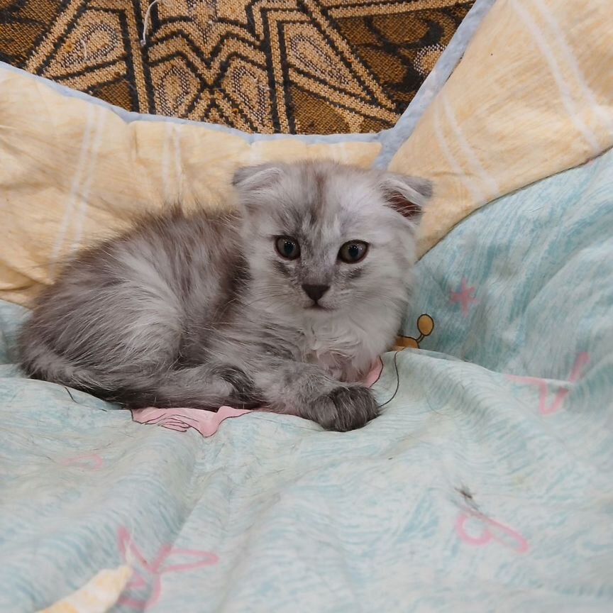Котята без породы