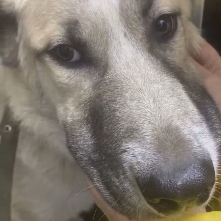 Большая добрая собака (10месяцев)