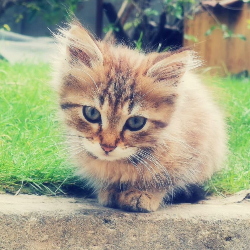 Милые котята в добрые руки Мейнкун