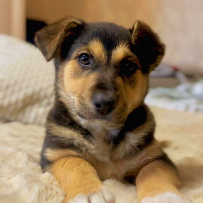 Щенок в добрые руки