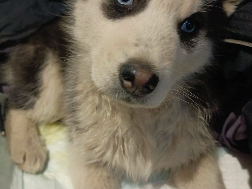 Сибирский хаски