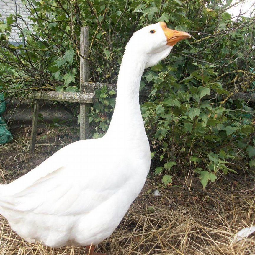 Гусак Линда