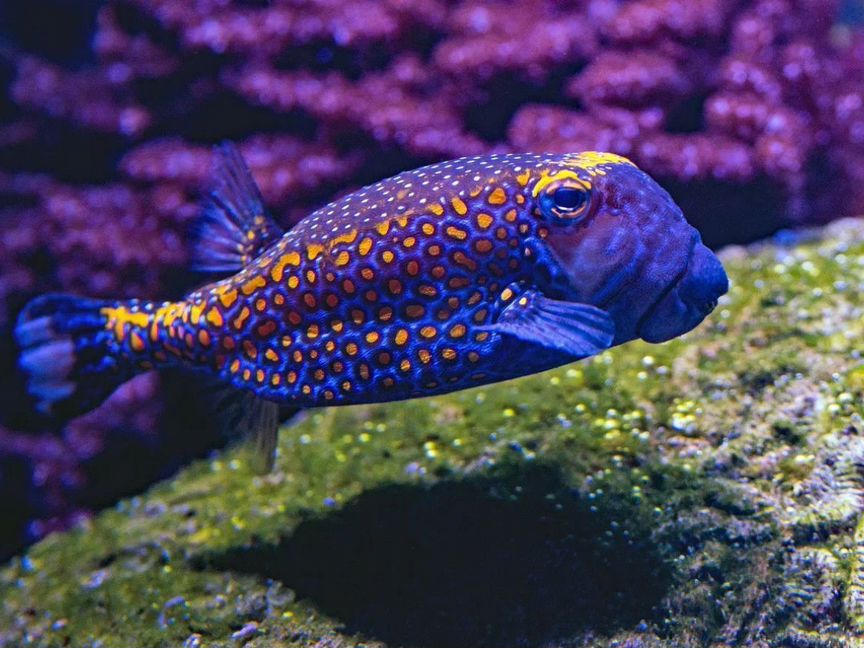 Рыбка Ангел Диакантус