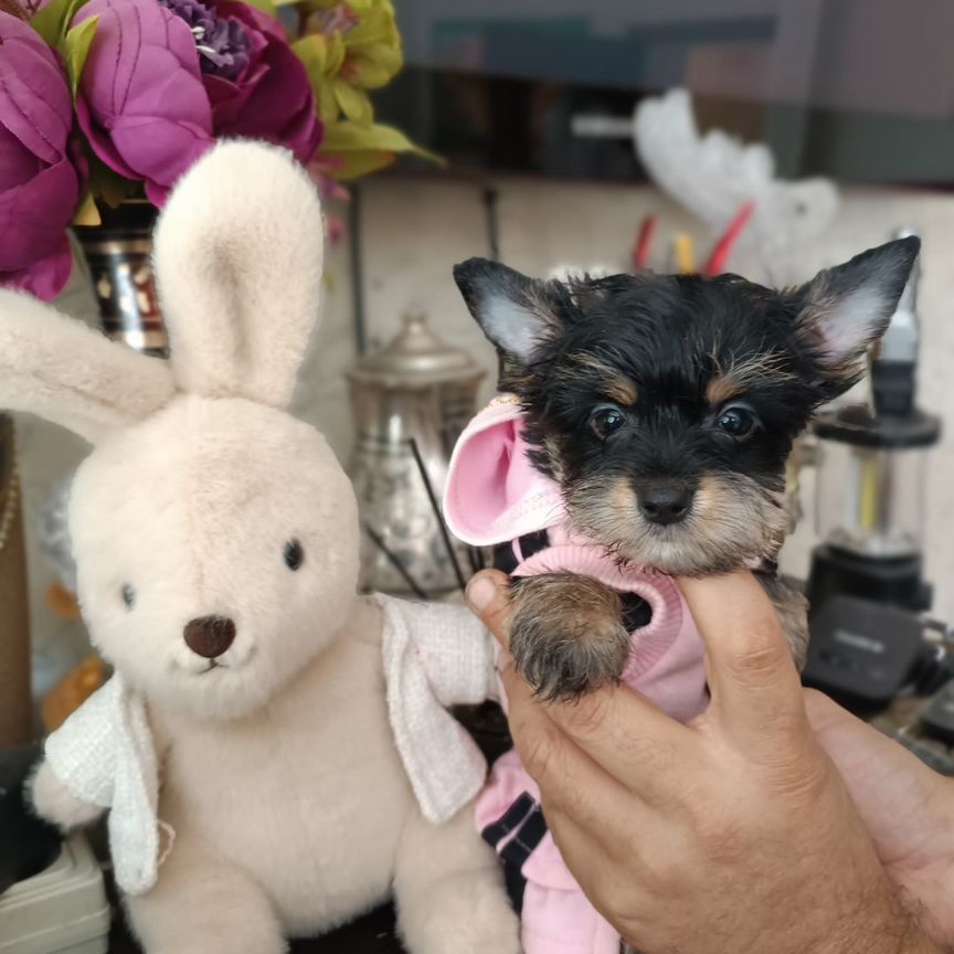 Йоркширский терьер Мини пупс