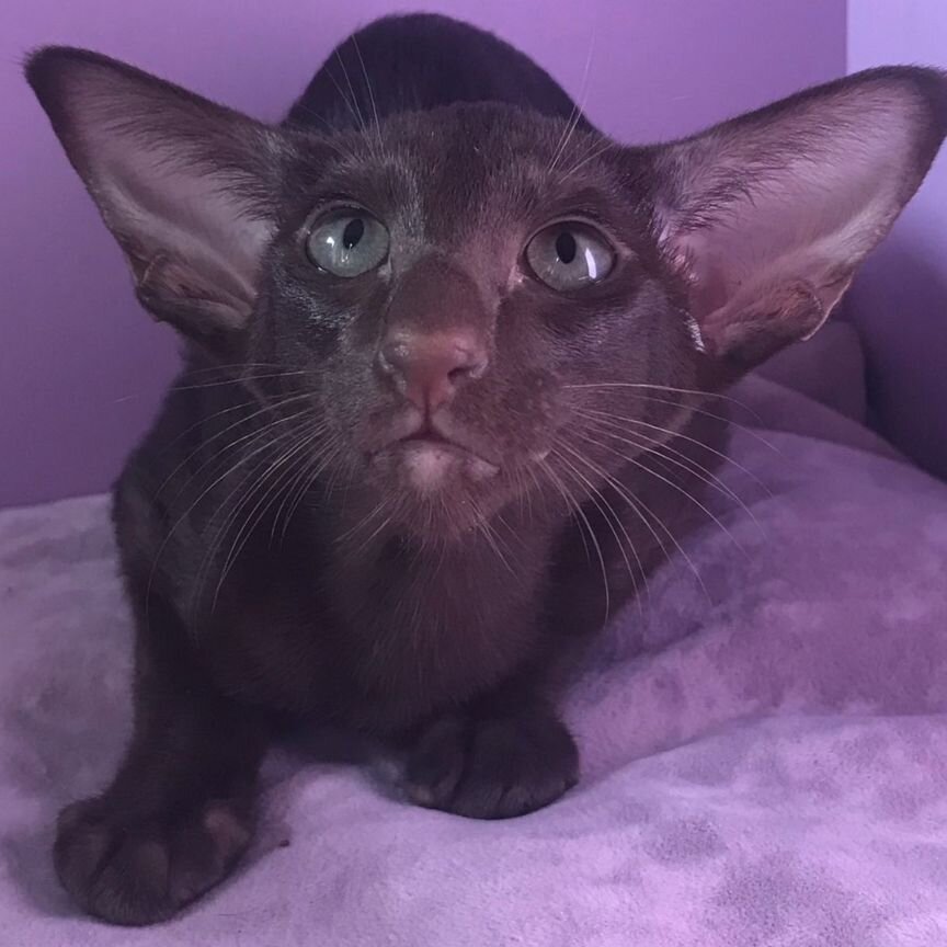 Ориентальный котёнок