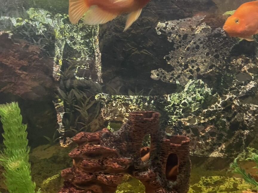 Аквариумные рыбки цихлиды