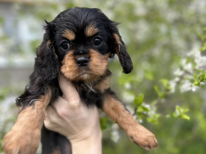 Девочка кавалер кинг чальз спаниель