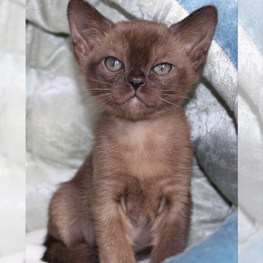 Европейский бурманский котёнок