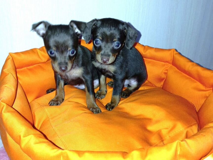 Шоколадные крошки