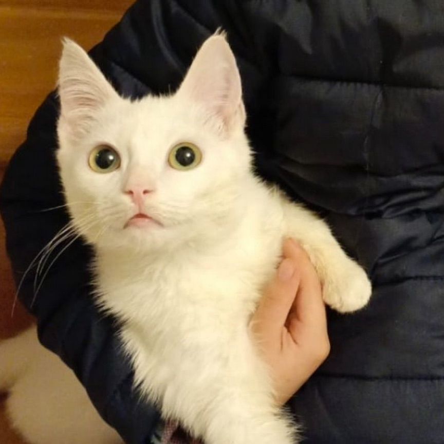 Каспер