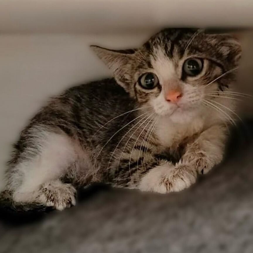 Одинокий напуганный котёнок в опасном месте