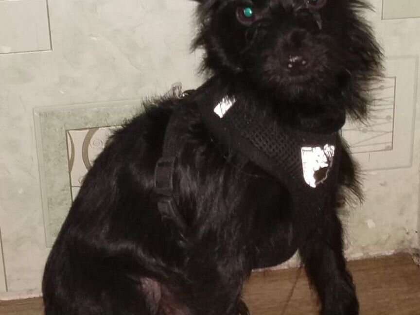 Собака в добрые руки отдам бесплатно