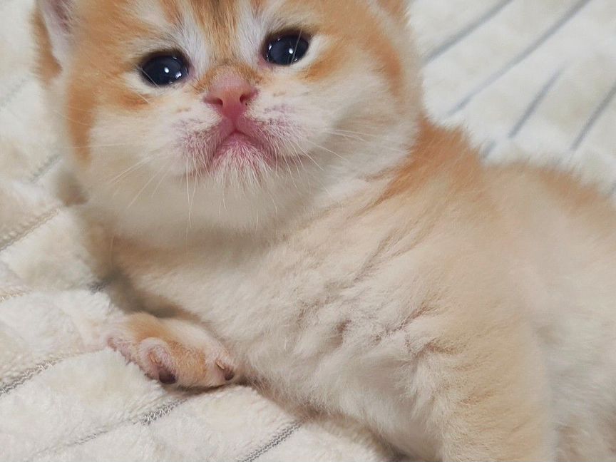Котик солнышко