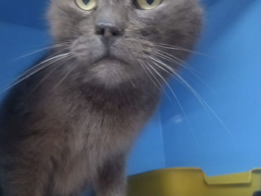 Коты в добрые руки